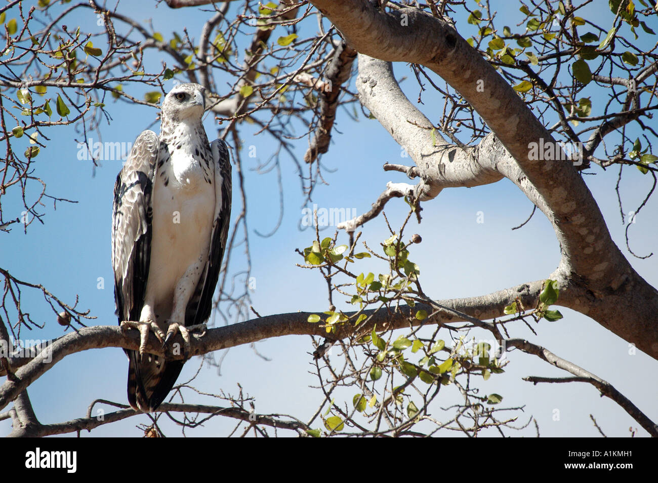 Hawk eagle hi-res stock photography and images - Alamy