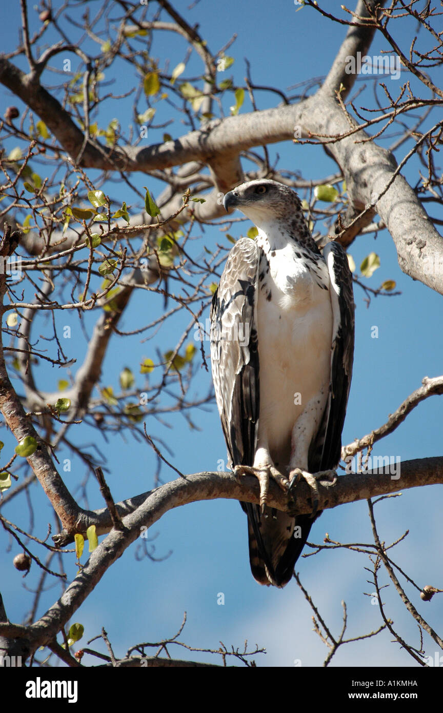 African hawk eagle hi-res stock photography and images - Alamy