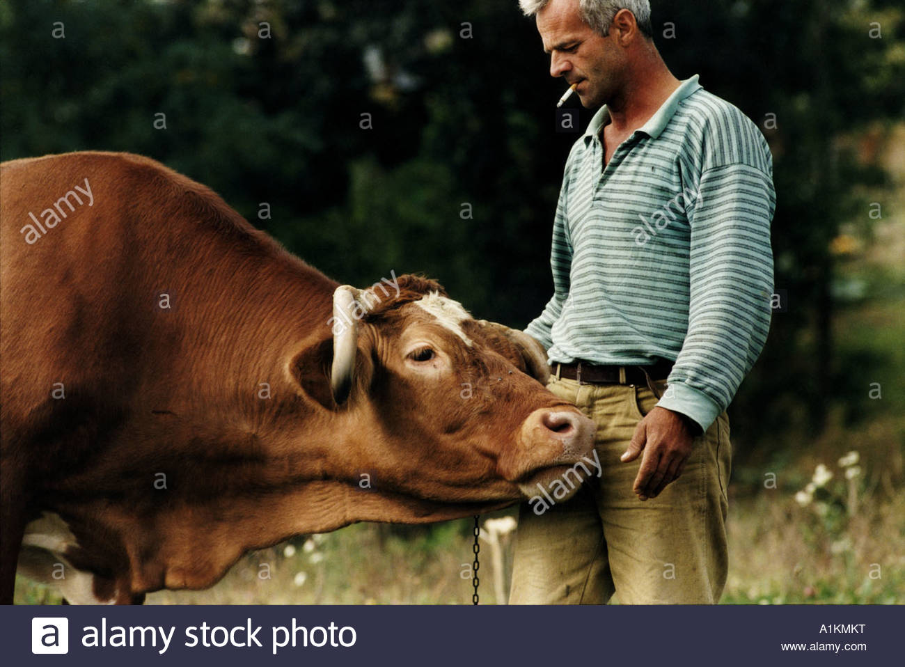 Herdsman And Cow High Resolution Stock Photography and Images - Alamy