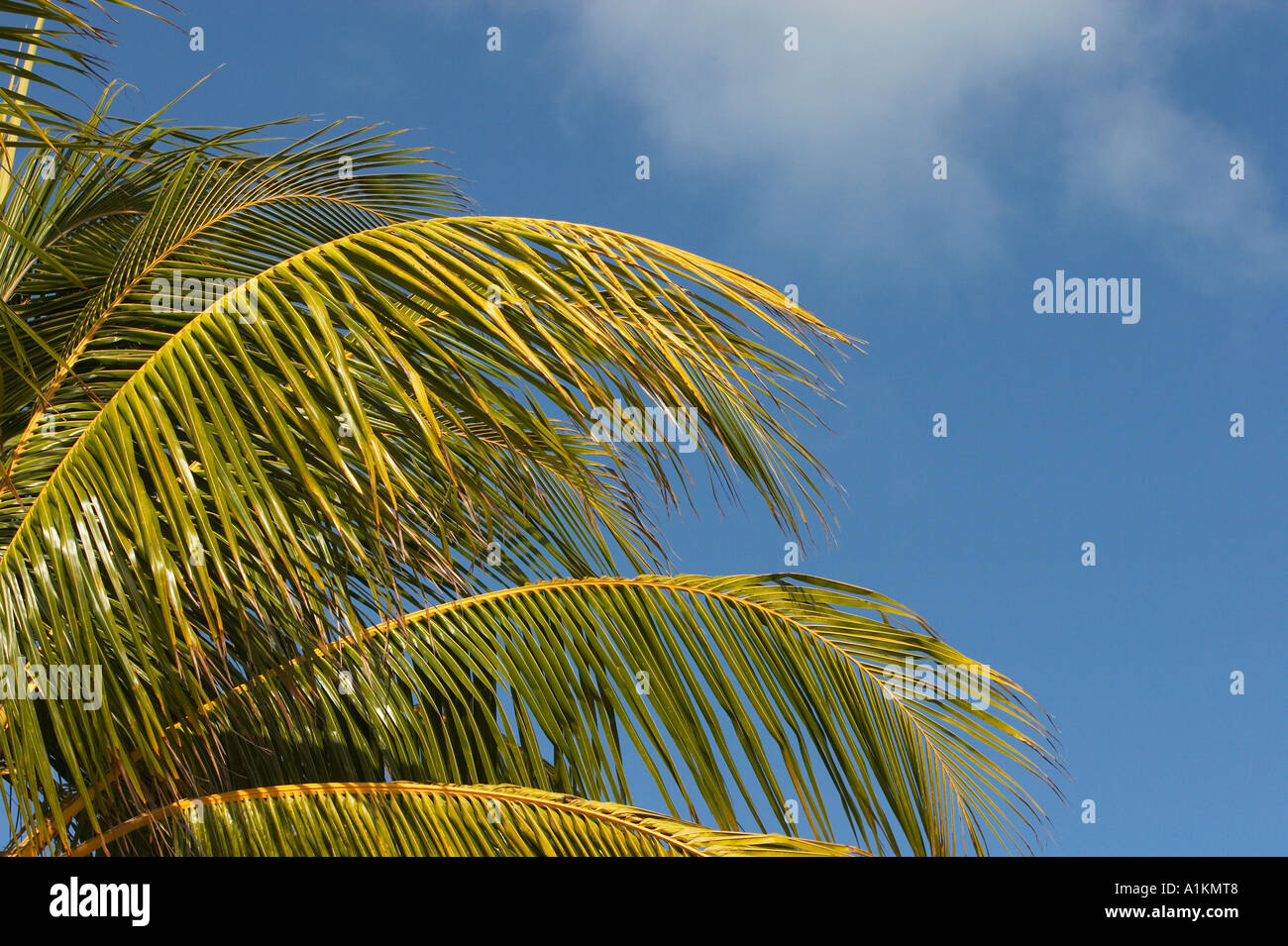 A palm tree isolated against a blue sky with white puffy clouds Stock ...