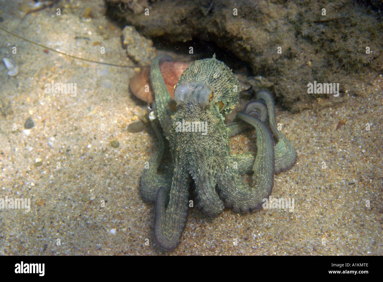 Callista chione halkidiki hi-res stock photography and images - Alamy