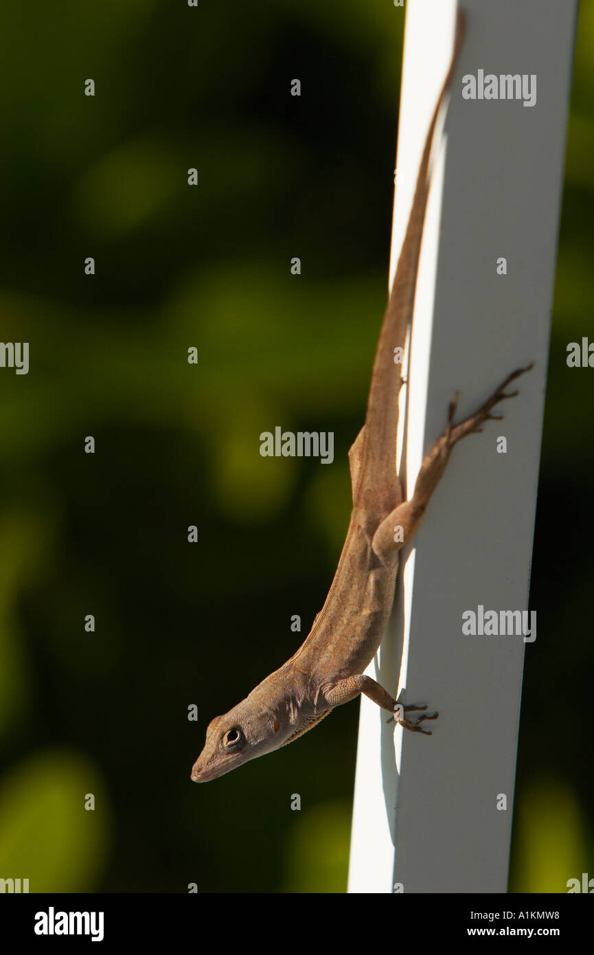 An anole lizard in the Florida Keys Stock Photo - Alamy