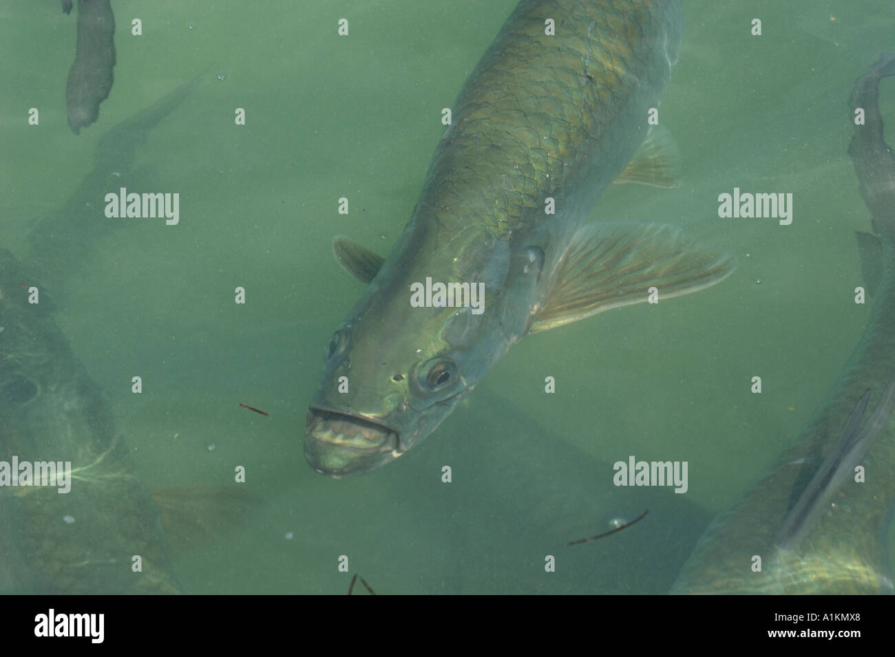 Tarpon fish in the Florida Keys Stock Photo - Alamy