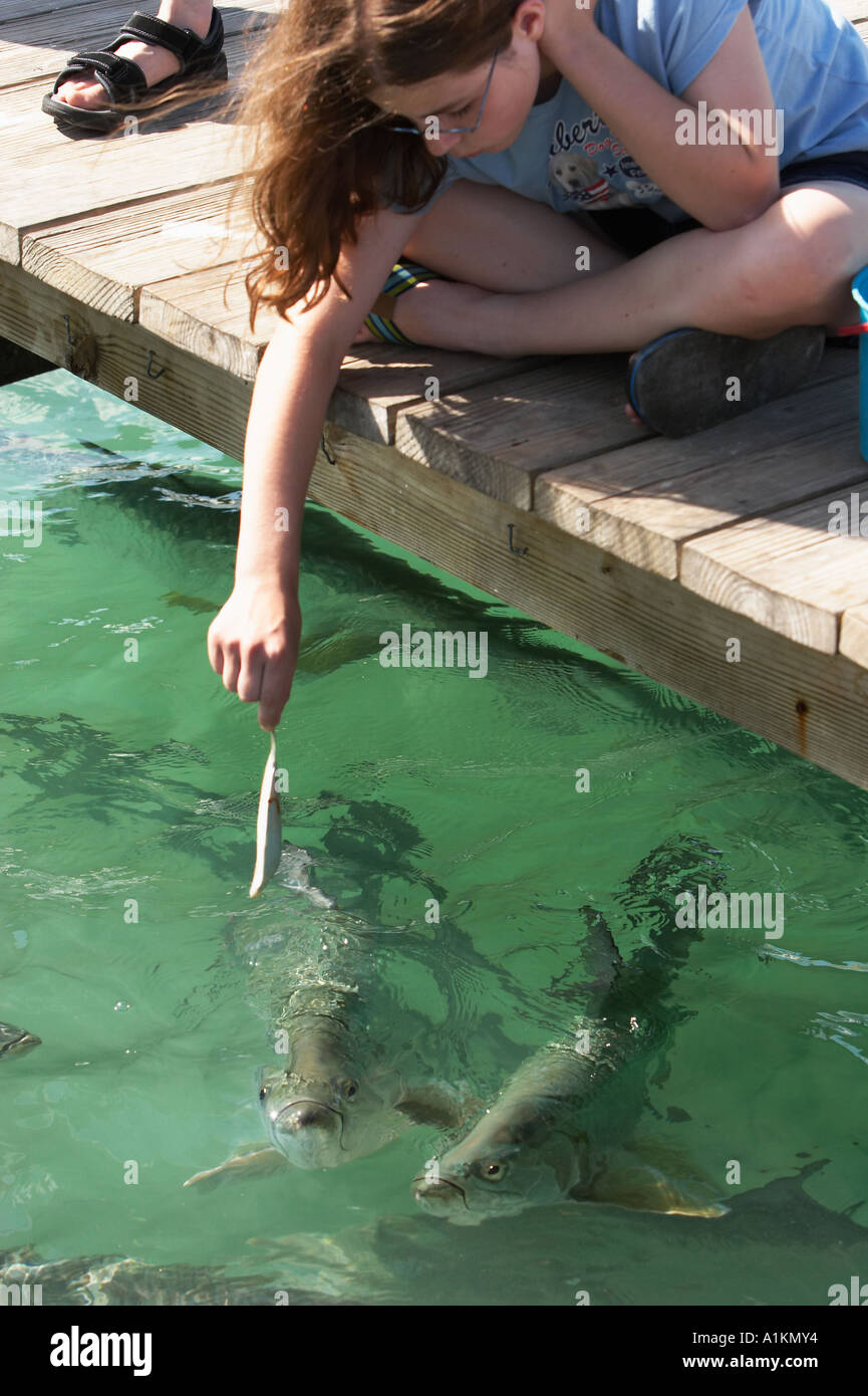 Lake Tarpon Stock Photos & Lake Tarpon Stock Images - Alamy