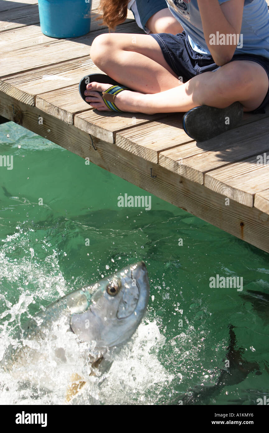 Lake Tarpon Stock Photos & Lake Tarpon Stock Images - Alamy