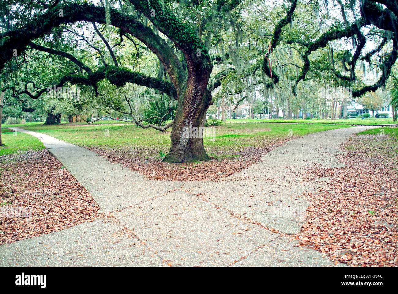 Diverging path hi-res stock photography and images - Alamy