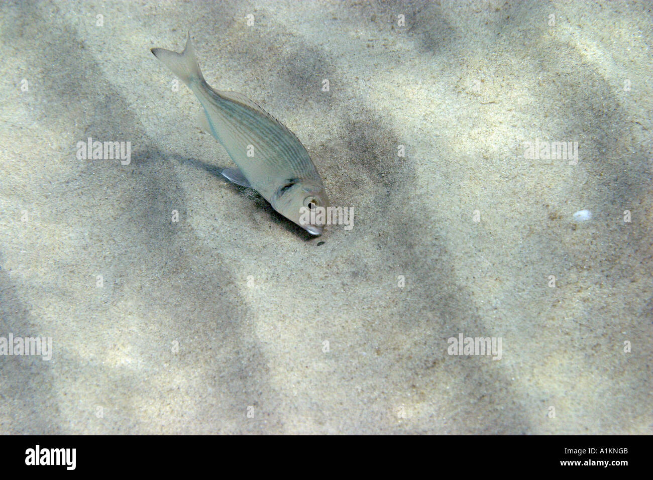Coastal fishes hi-res stock photography and images - Alamy