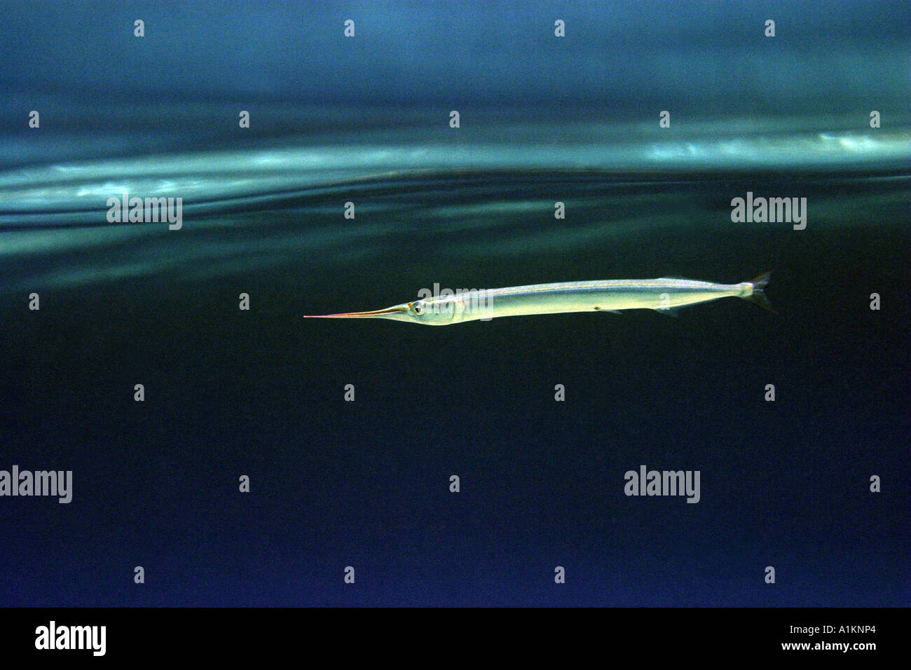 needlefish,garfish,belone belone, Halkidiki,Greece,Aegean,Mediterranean ...