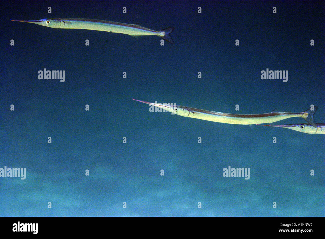 Garfish school hi-res stock photography and images - Alamy