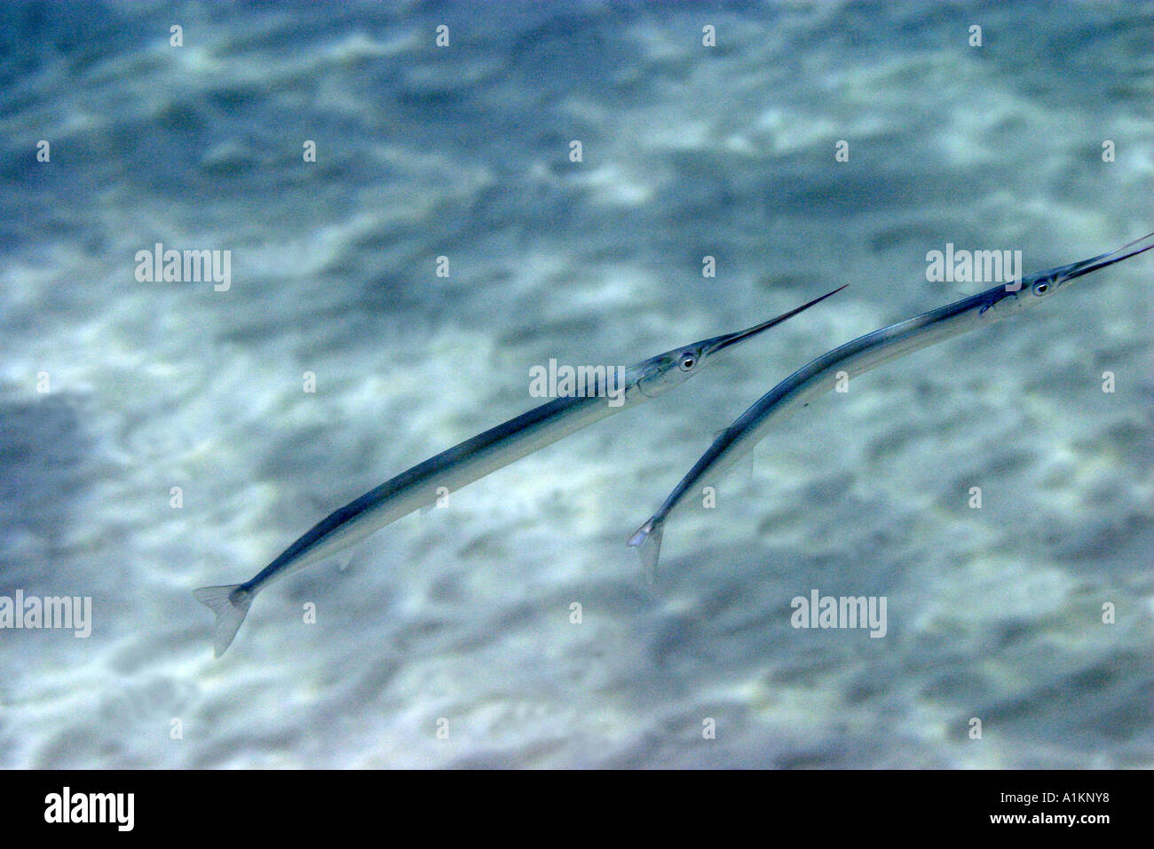 needlefish,garfish,belone belone, Halkidiki,Greece,Aegean,Mediterranean ...
