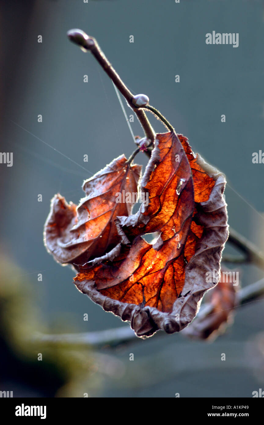 Beech Leaves Beech leaves waiting to be shed by plant in spring Stock ...