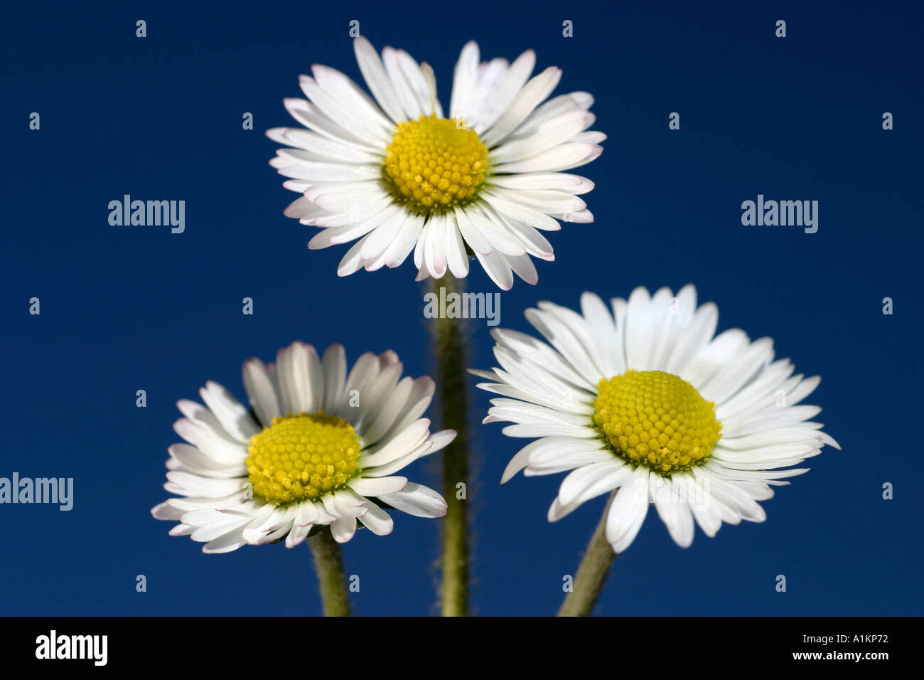 Botanic 3 three hi-res stock photography and images - Alamy