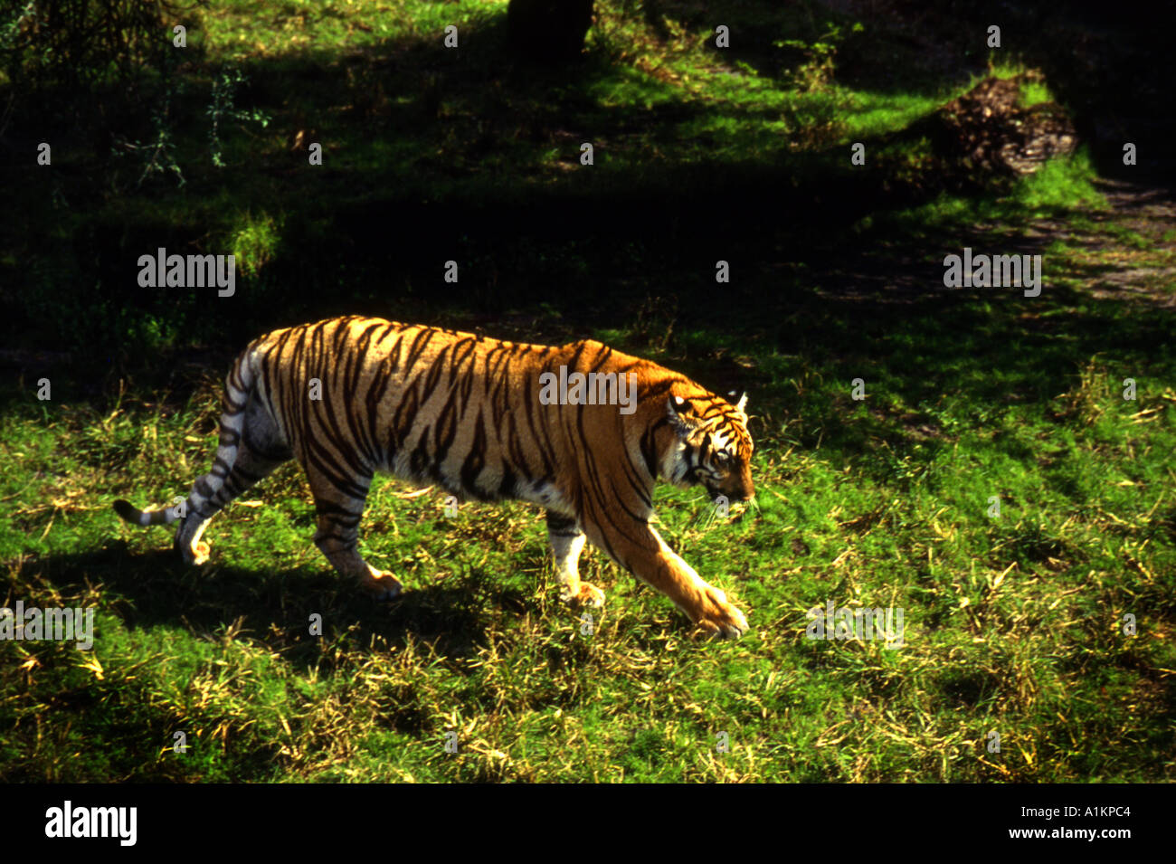 Tiger feline stalking hi-res stock photography and images - Alamy