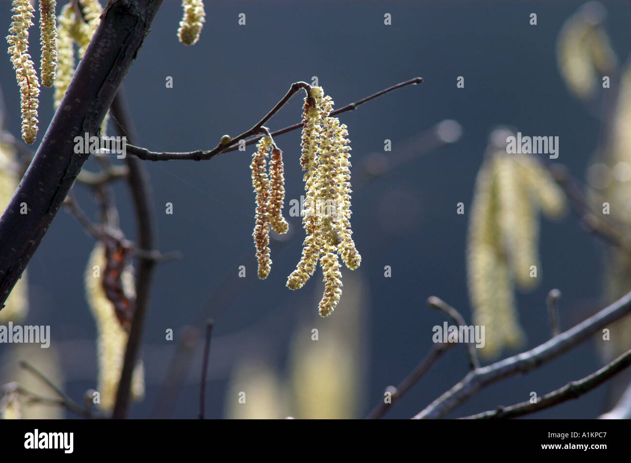 Hazel catkin The flower of Hazel or Cob Nut tree Stock Photo - Alamy