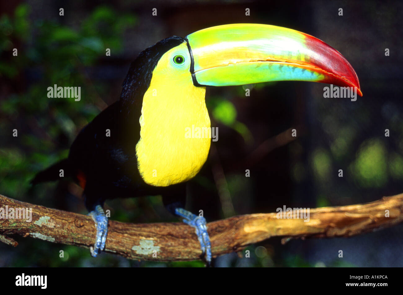 Load bird hi-res stock photography and images - Alamy