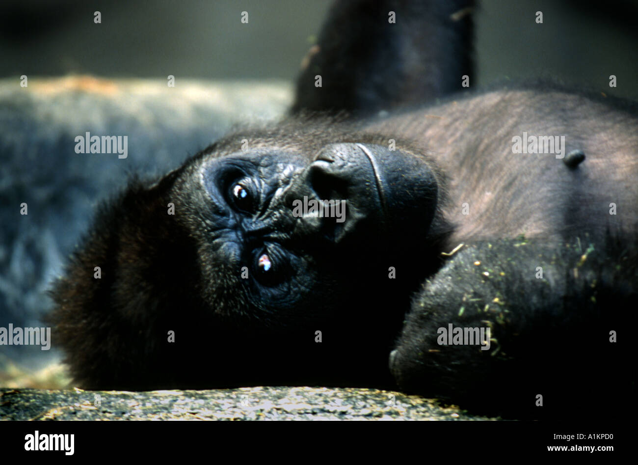 Young Gorilla Relaxing Stock Photo - Alamy