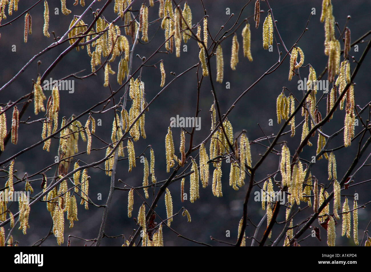 Hazel catkin The flower of Hazel or Cob Nut tree Stock Photo - Alamy