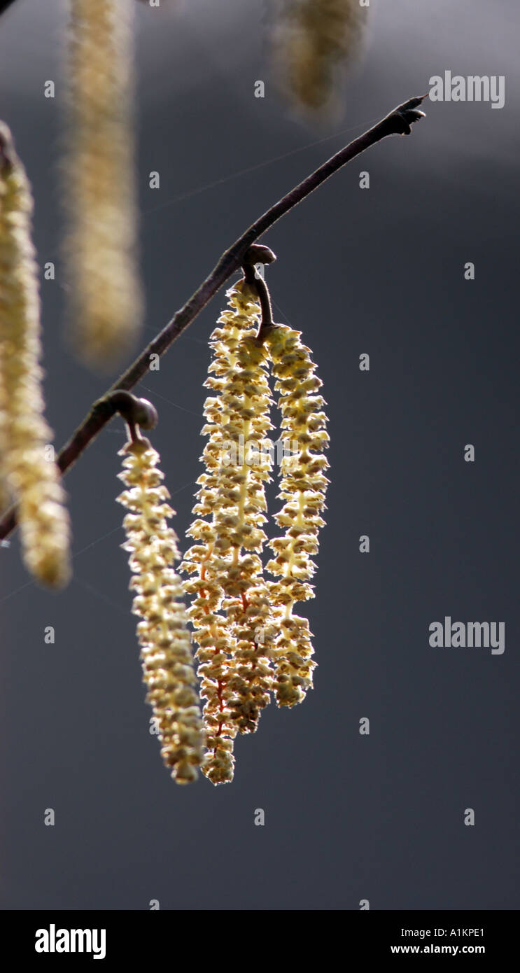 Corylus cob nut tree hi-res stock photography and images - Alamy