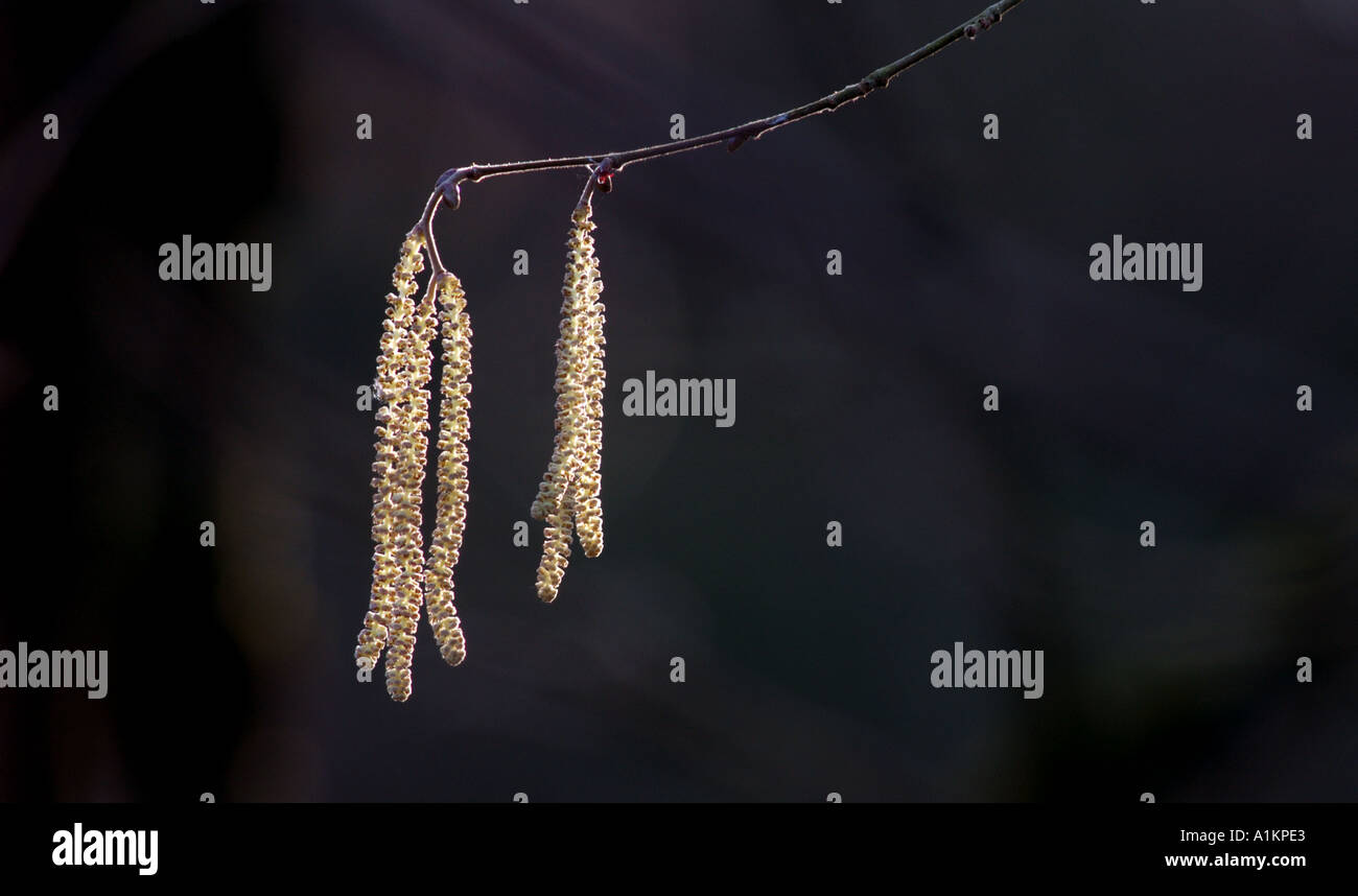 Corylus Cob Nut Tree High Resolution Stock Photography and Images - Alamy