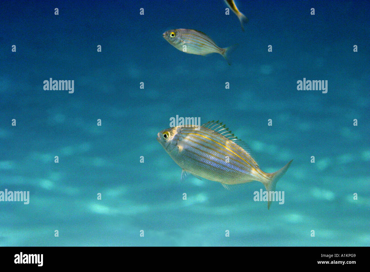 salema sarpa salpa, Halkidiki,Greece,Aegean,Mediterranean Stock Photo ...