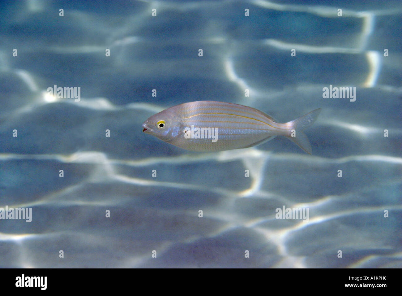 Sarpa hi-res stock photography and images - Alamy