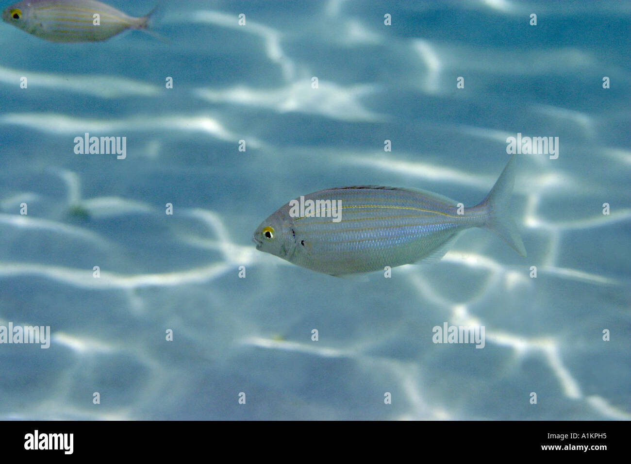 salema,sarpa salpa, Halkidiki,Greece,Aegean,Mediterranean Stock Photo - Alamy