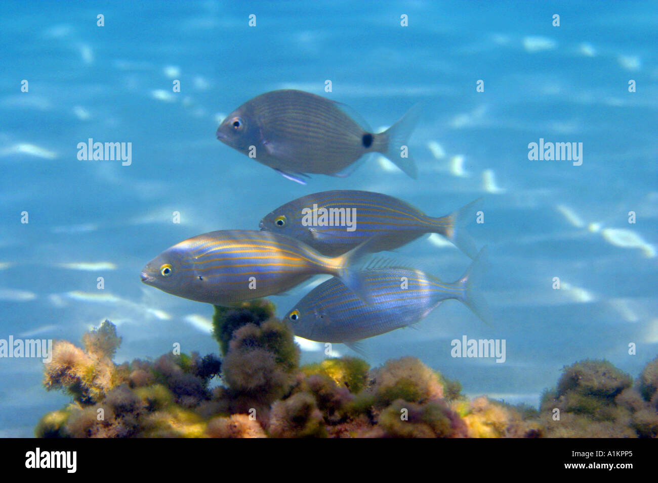Salpa biology hi-res stock photography and images - Alamy