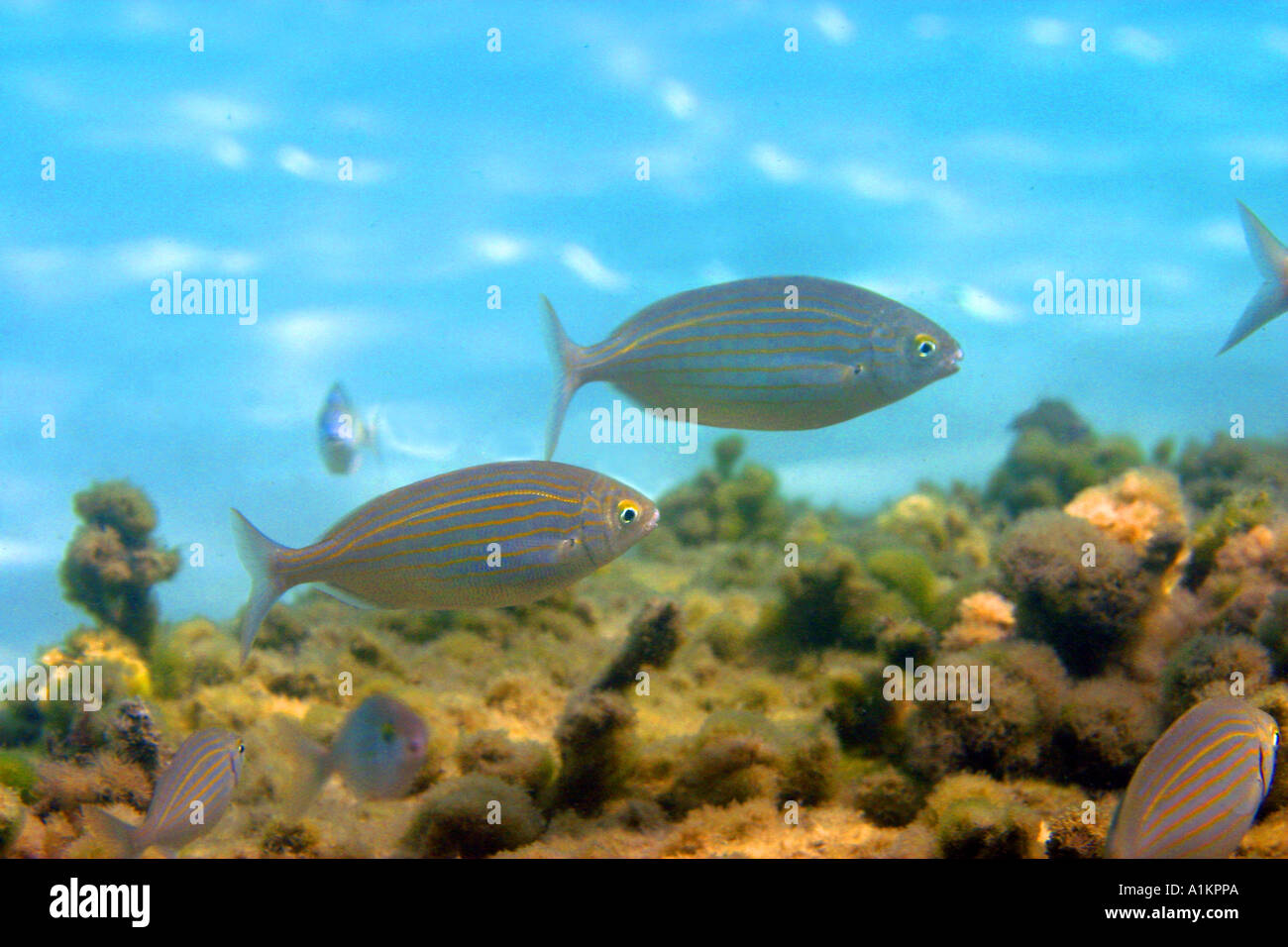 Sarpa hi-res stock photography and images - Alamy