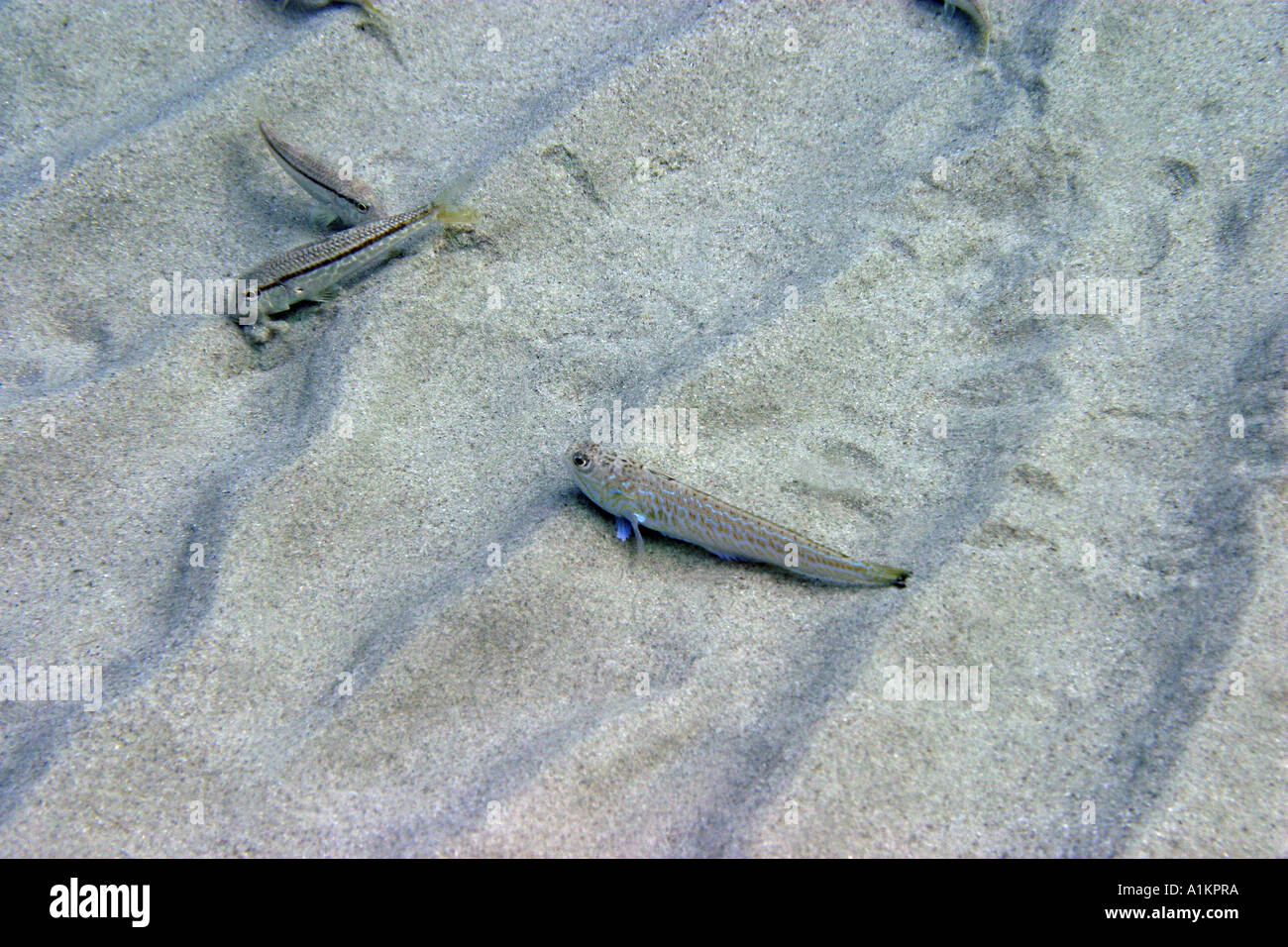 Trachinous draco fish fishes ocean aquatic marine coast coastal seafood ...