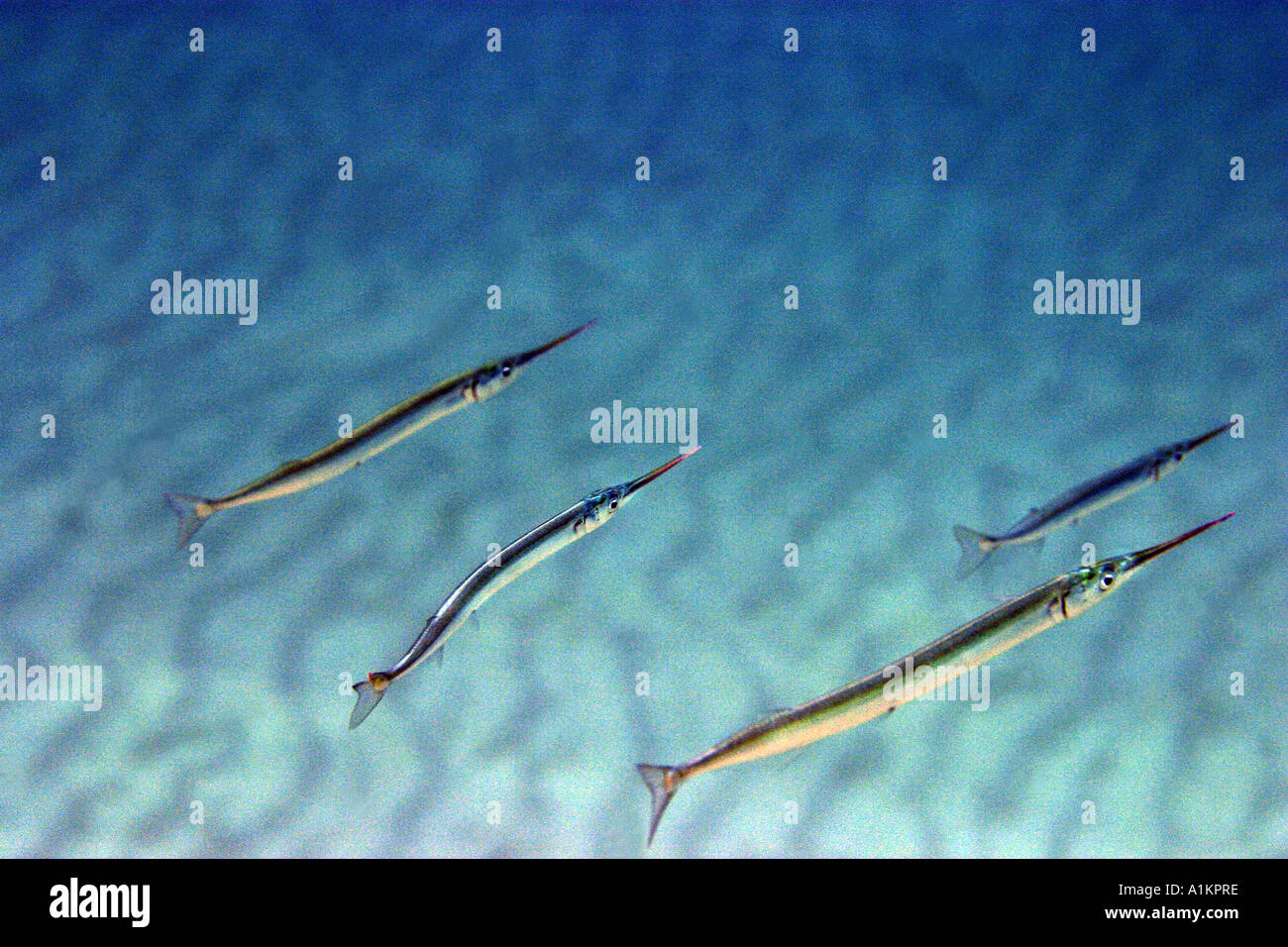 garfish,belone belone, Halkidiki,Greece,Aegean,Mediterranean Stock ...