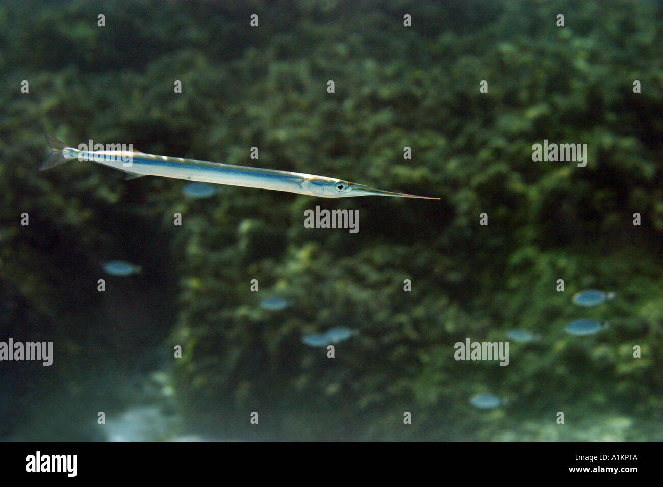 needlefish,garfish,belone belone, Halkidiki,Greece,Aegean,Mediterranean ...