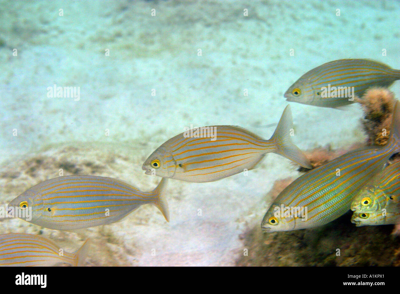 salema,sarpa salpa, Halkidiki,Greece,Aegean,Mediterranean Stock Photo ...