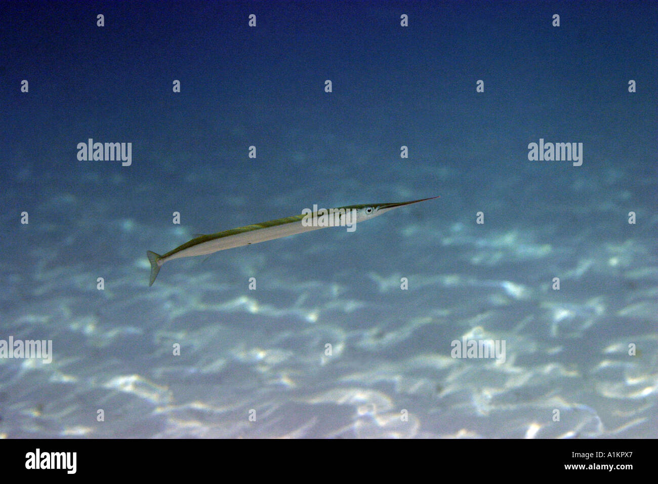 needlefish,garfish,belone belone, Halkidiki,Greece,Aegean,Mediterranean ...