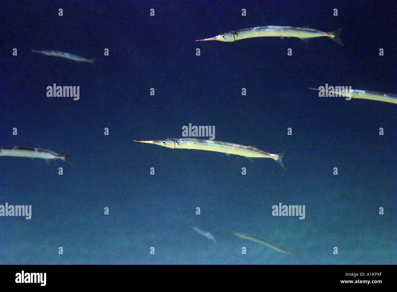 Marine ecosystem food chain hi-res stock photography and images - Alamy