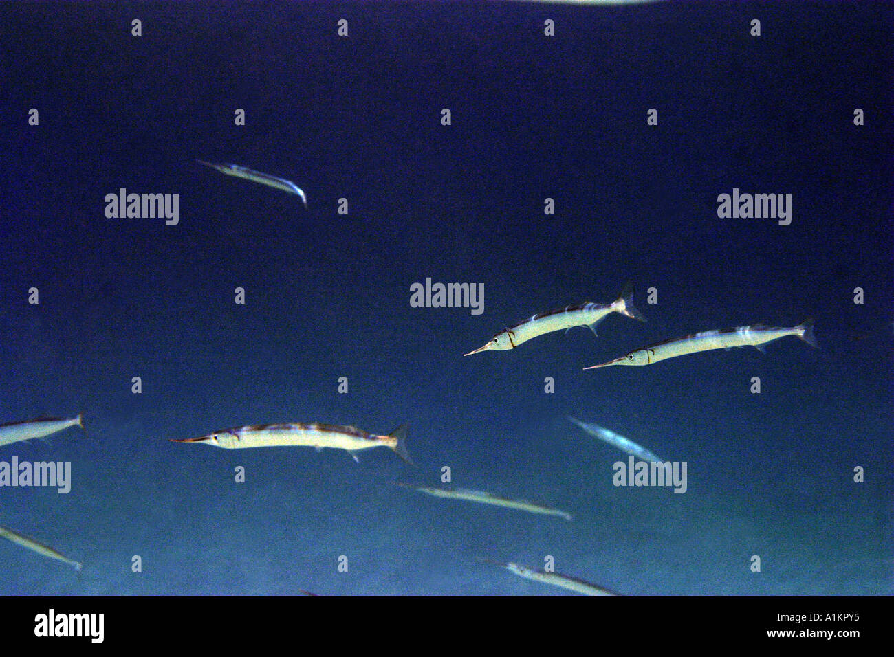 needlefish,garfish,belone belone, Halkidiki,Greece,Aegean,Mediterranean ...