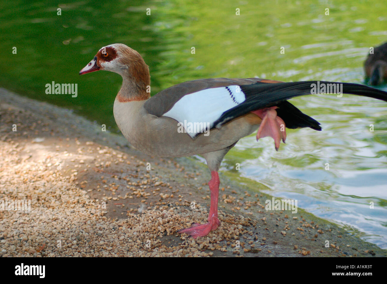 Duck just out of the water Stock Photo - Alamy