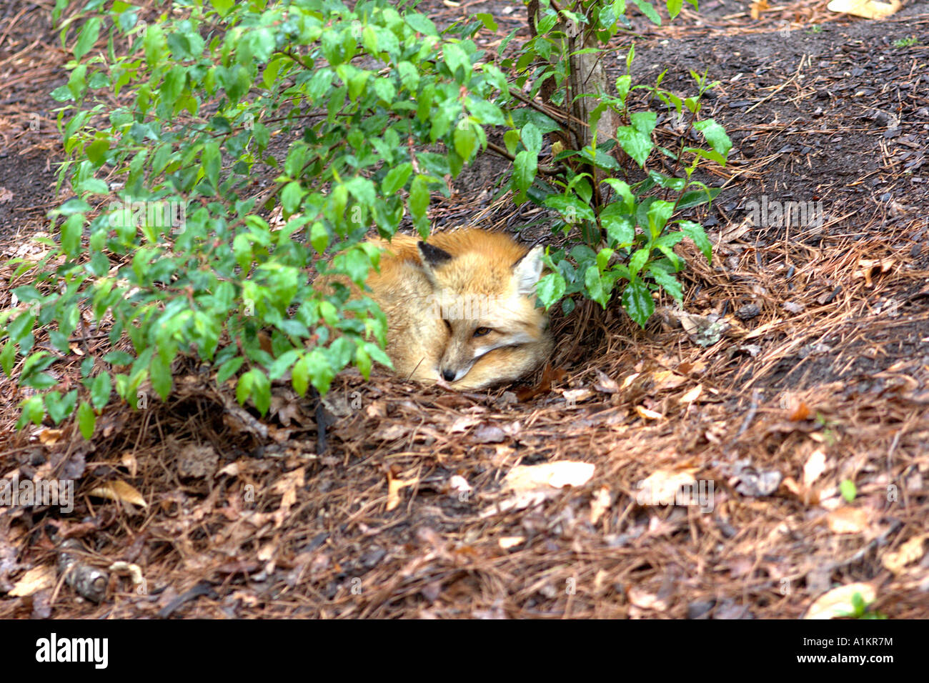 Red fox peers from under shrub Stock Photo - Alamy