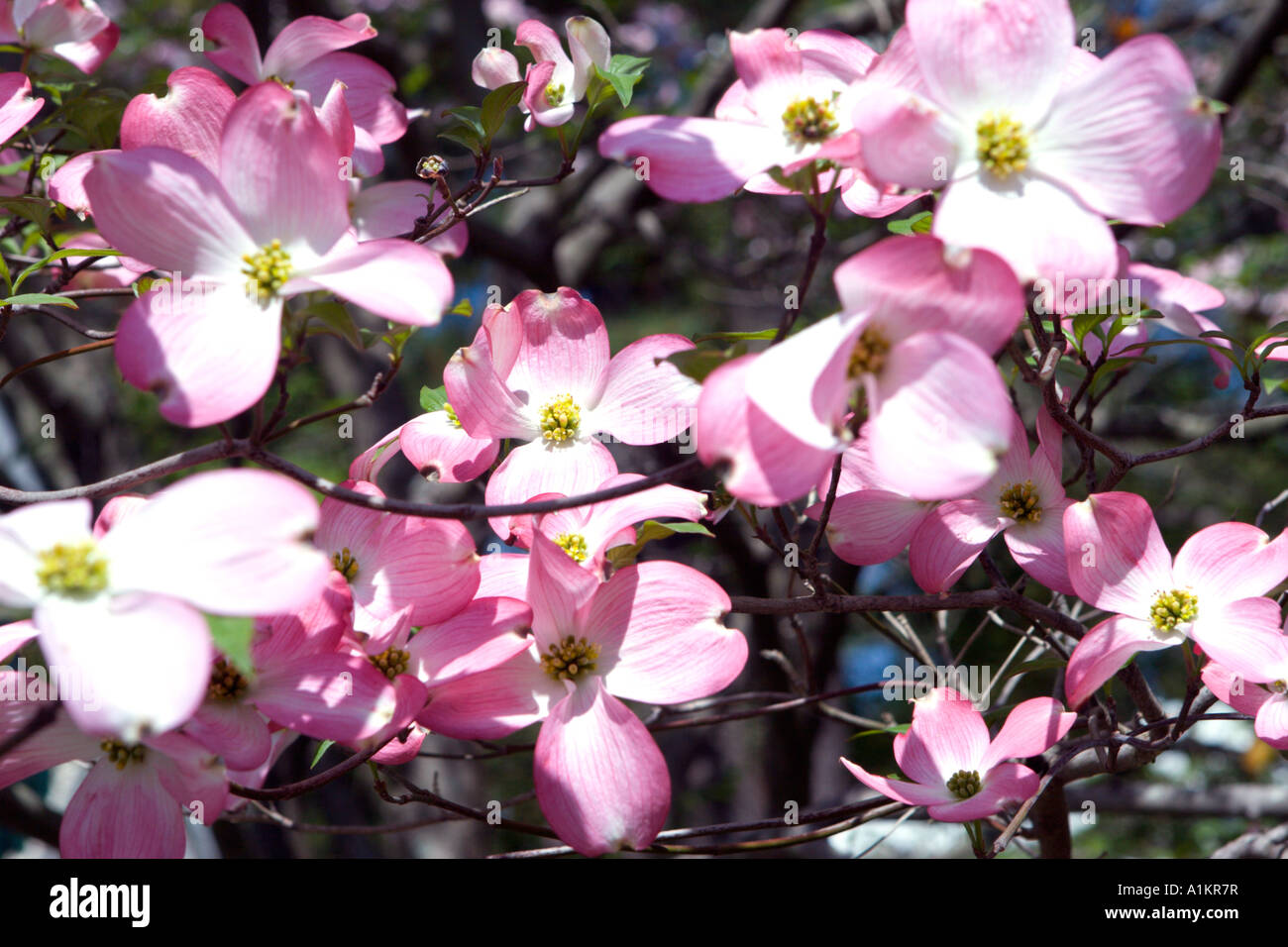 Pink Dogwood in spring Stock Photo - Alamy
