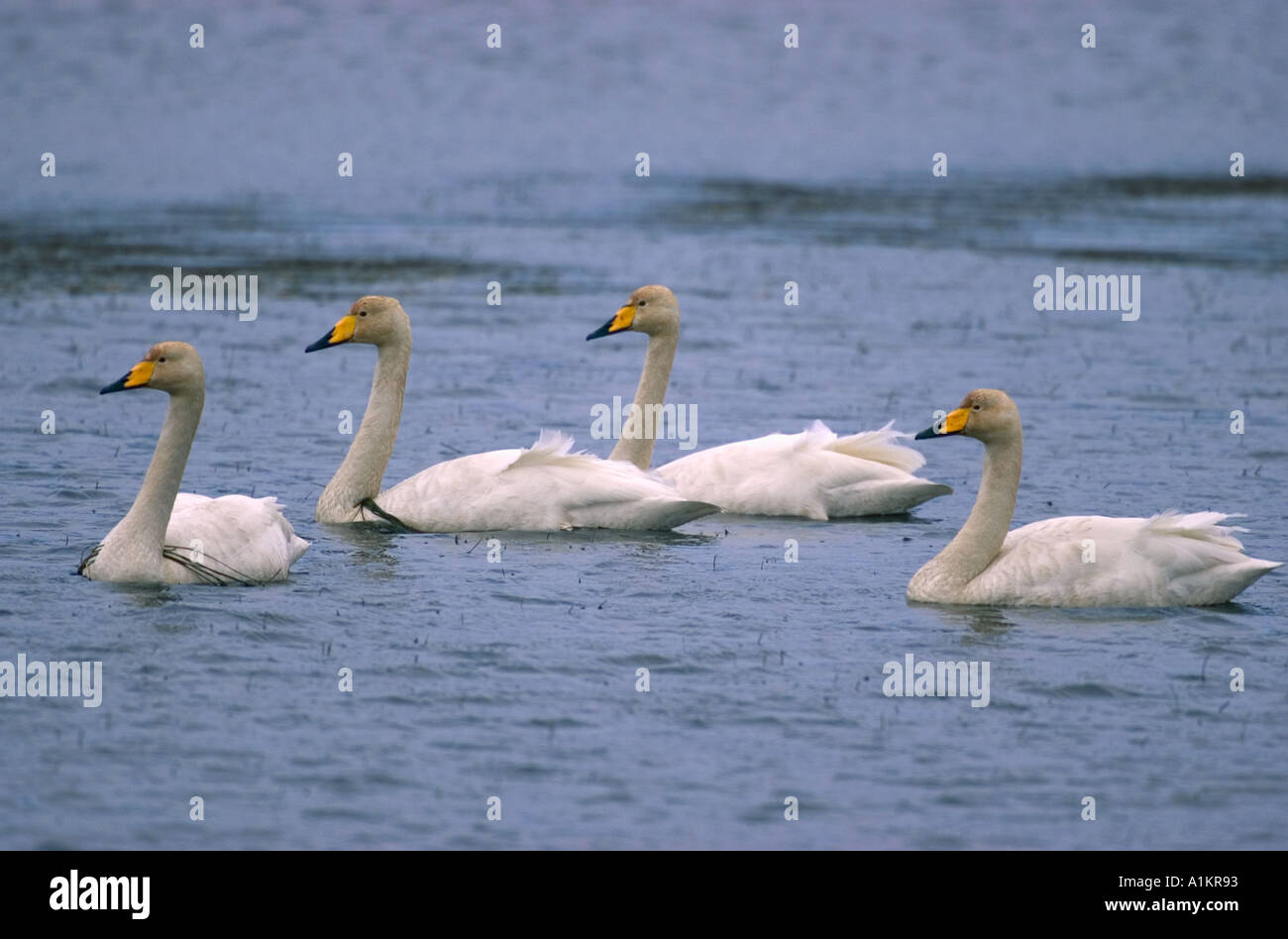 WHOOPER SWANS (Cygnus cygnus) WILD Group of four wintering in pond ...