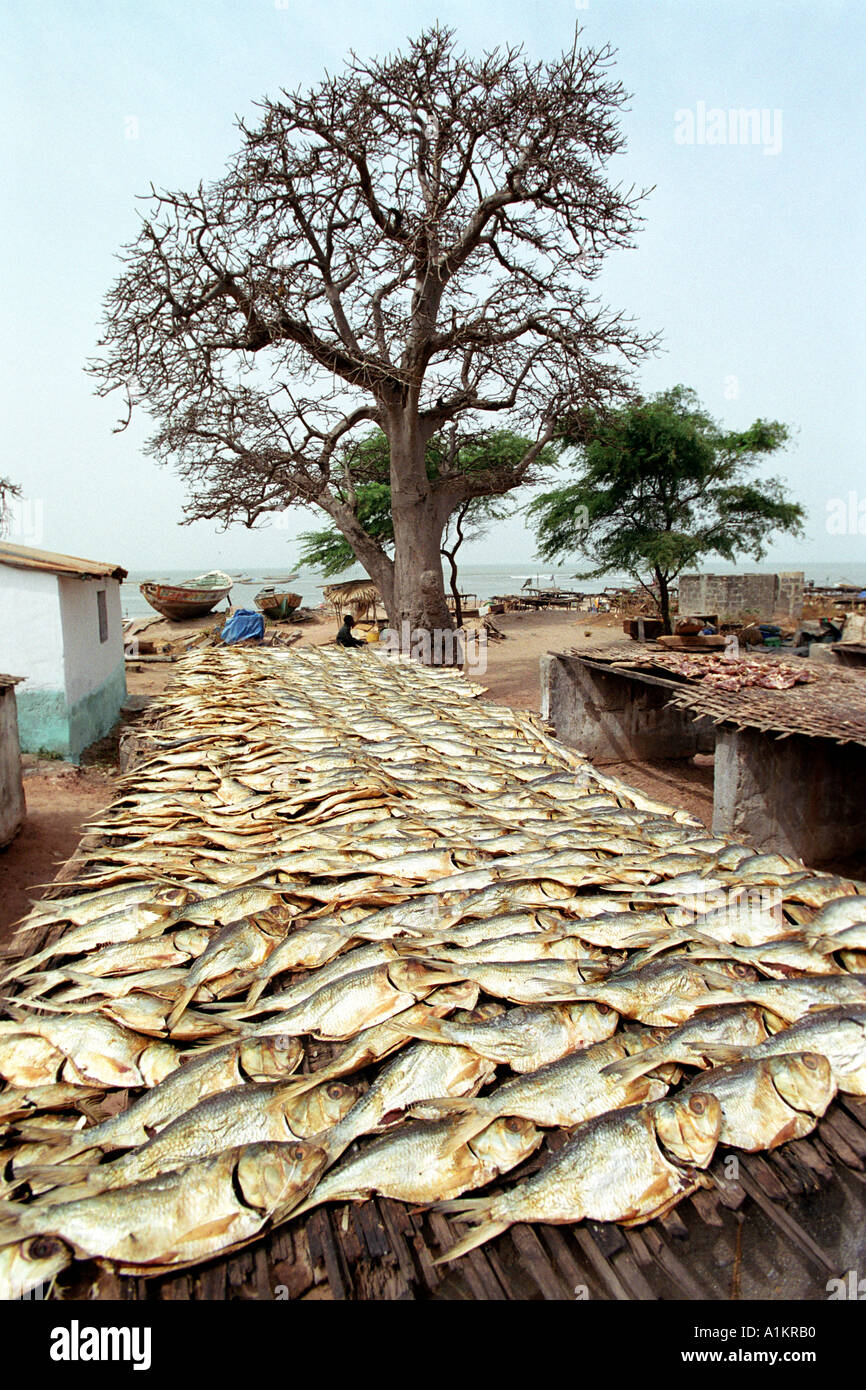 Fish being dried in Tanji The Gambia West Africa Stock Photo - Alamy