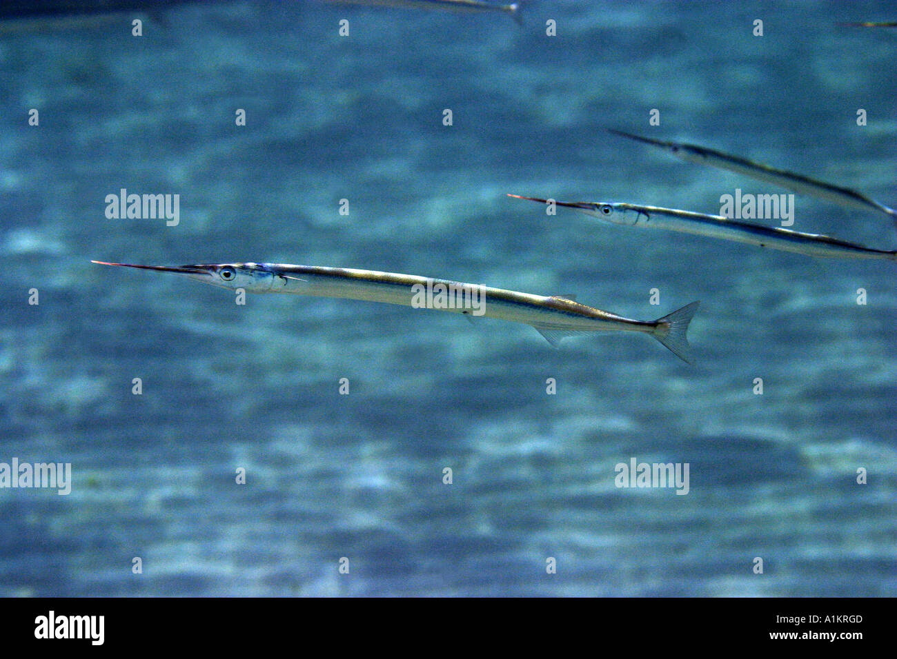 Marine ecosystem food chain hi-res stock photography and images - Alamy