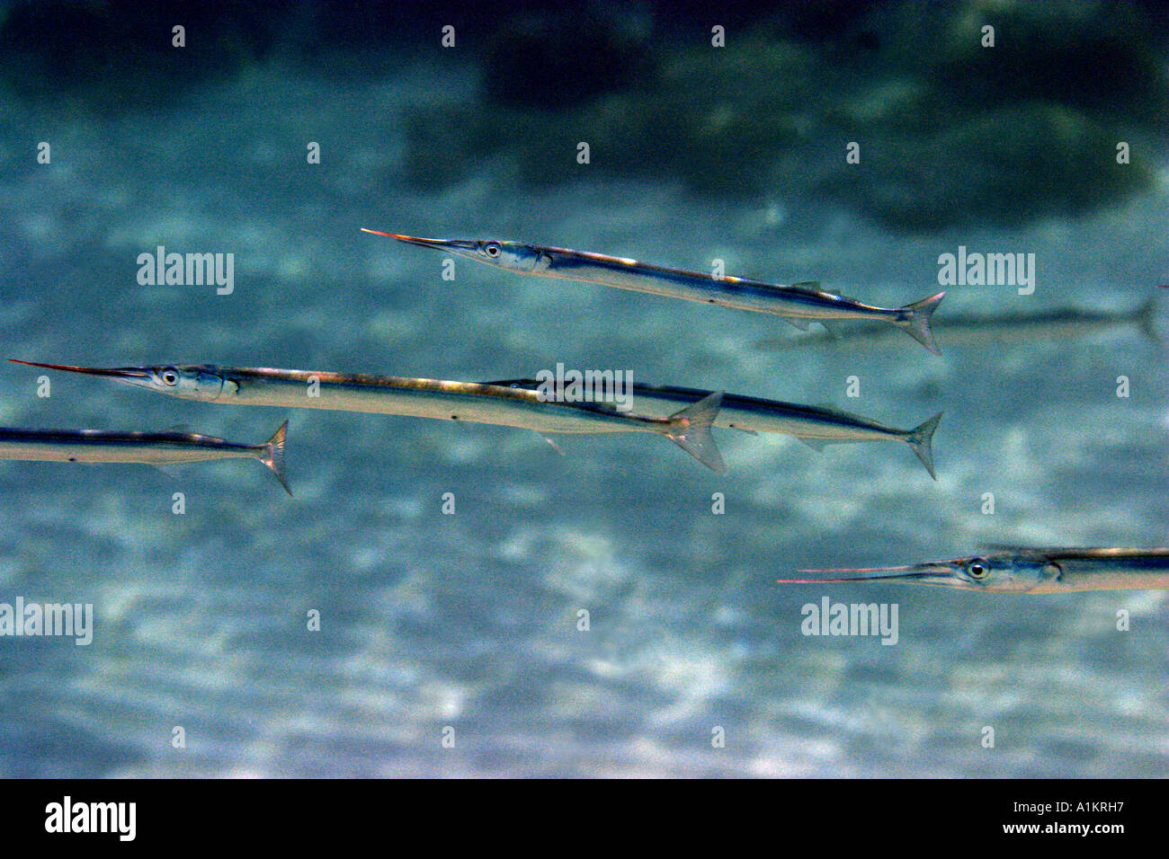 Belone belone needlefish school shoal hi-res stock photography and ...