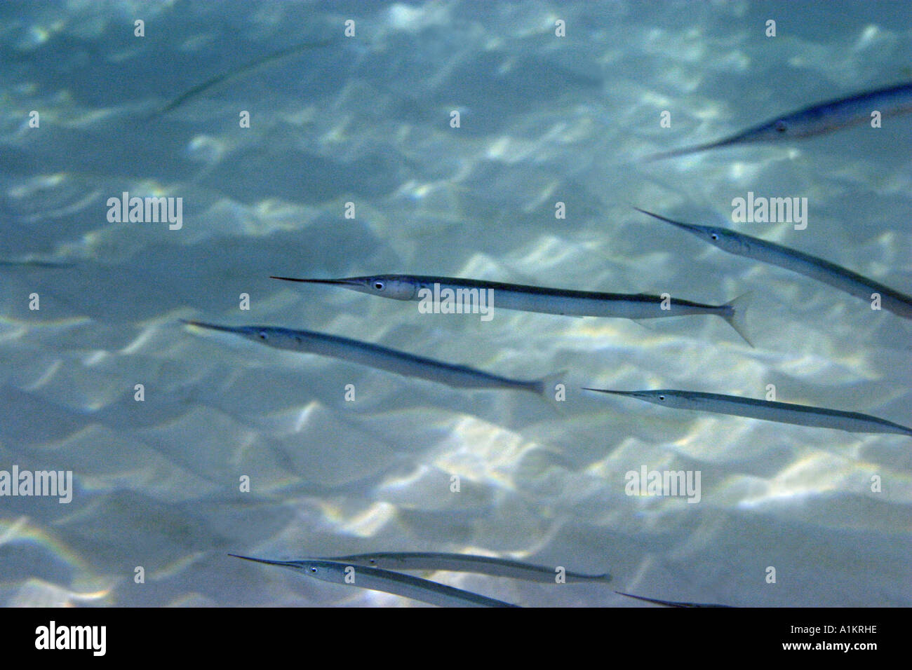 Belone belone needlefish school shoal hi-res stock photography and ...