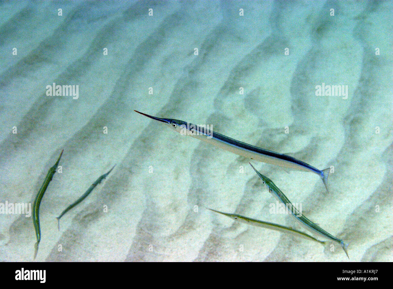 Belone belone needlefish school shoal hi-res stock photography and ...