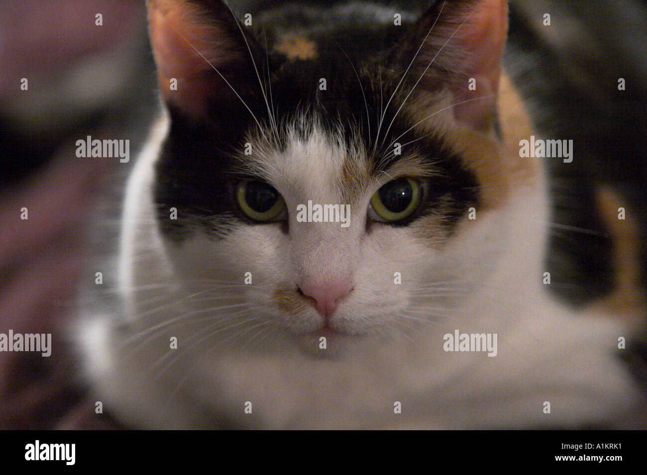 A calico cat looking into the camera Stock Photo - Alamy