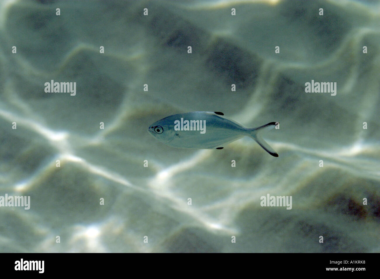 Trachinotus ovatus hi-res stock photography and images - Alamy