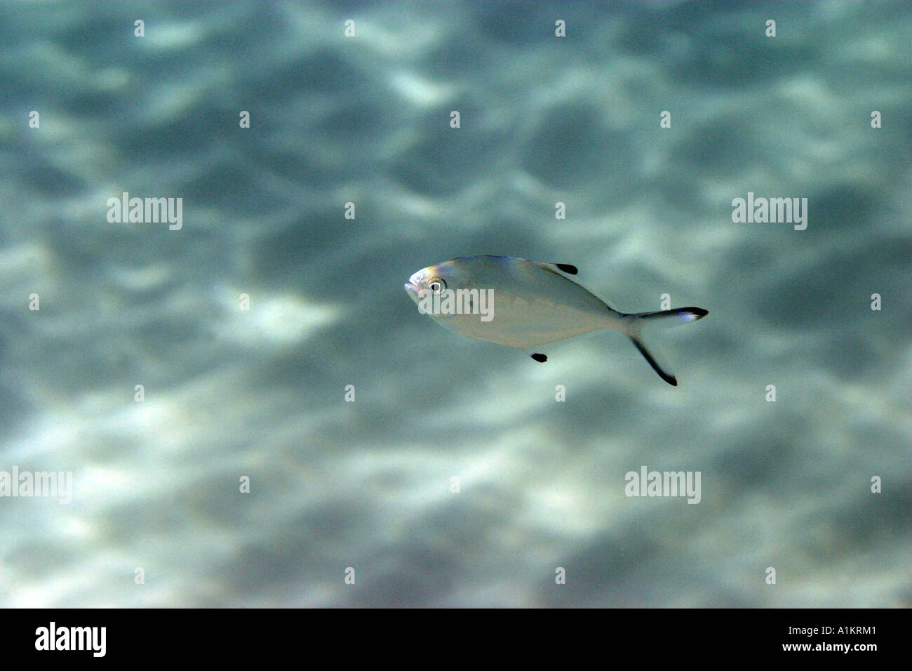 Shallow inshore hi-res stock photography and images - Alamy