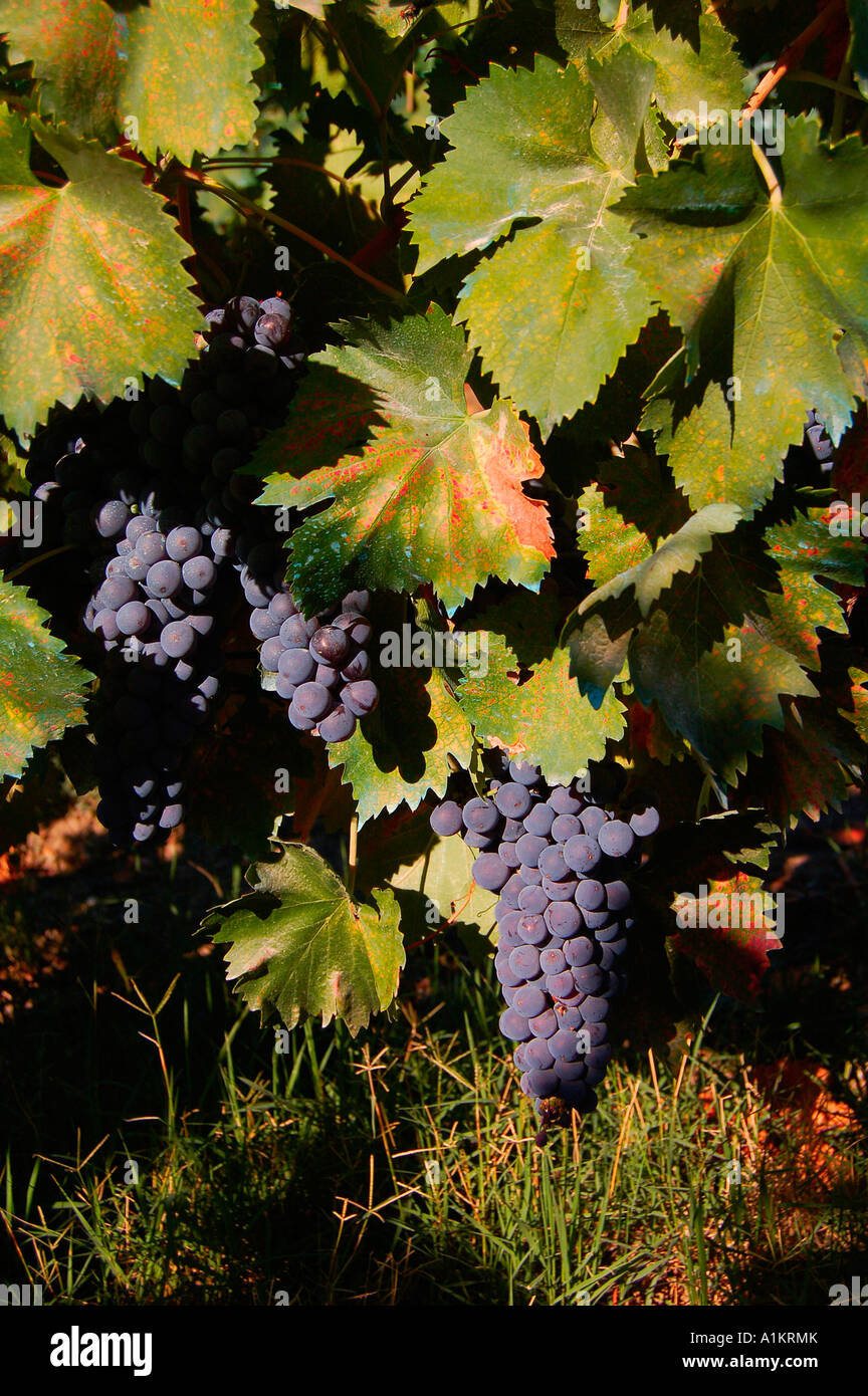 Red grape cluster leaves hi-res stock photography and images - Alamy