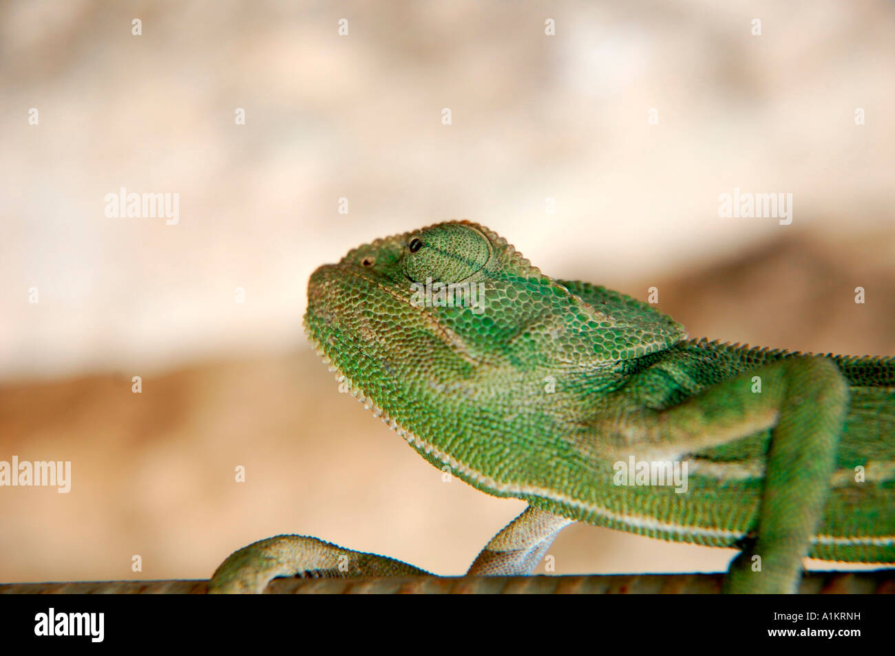 close up of a chameleon side view Stock Photo - Alamy