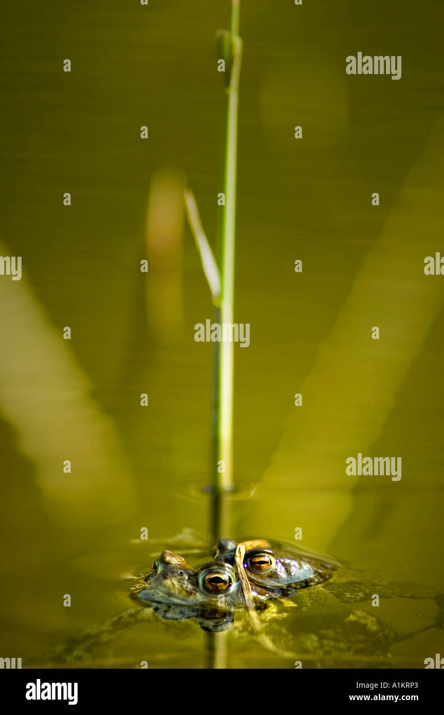 frogs in a pool Stock Photo - Alamy